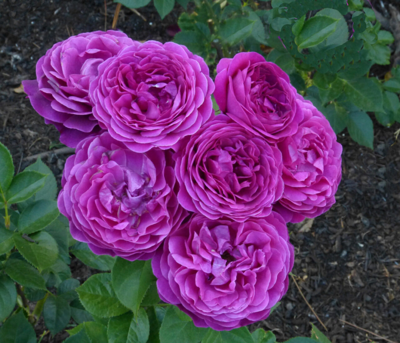 American Rose Society Announces Award Winning Roses - American Rose Society