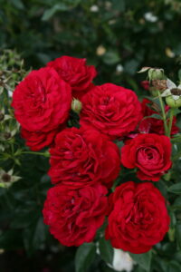 FIND A ROSE - American Rose Society