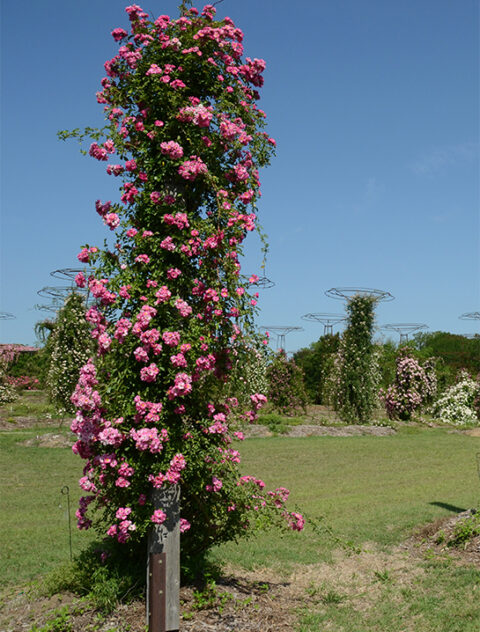 Save the Ramblers - American Rose Society
