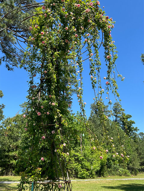 Save the Ramblers - American Rose Society