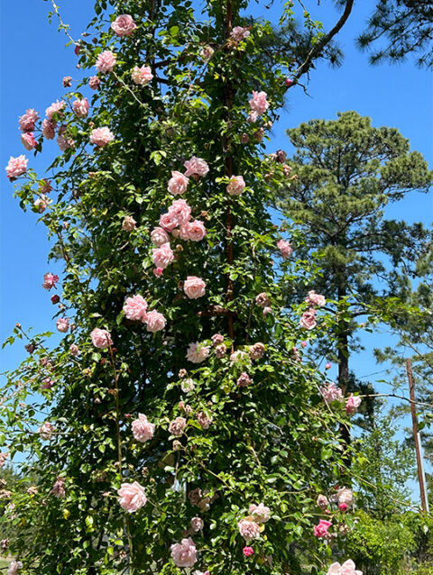 Save the Ramblers - American Rose Society