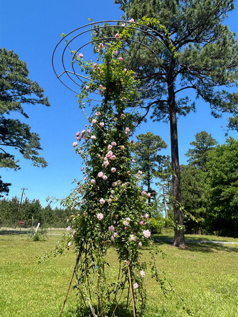 Save the Ramblers - American Rose Society