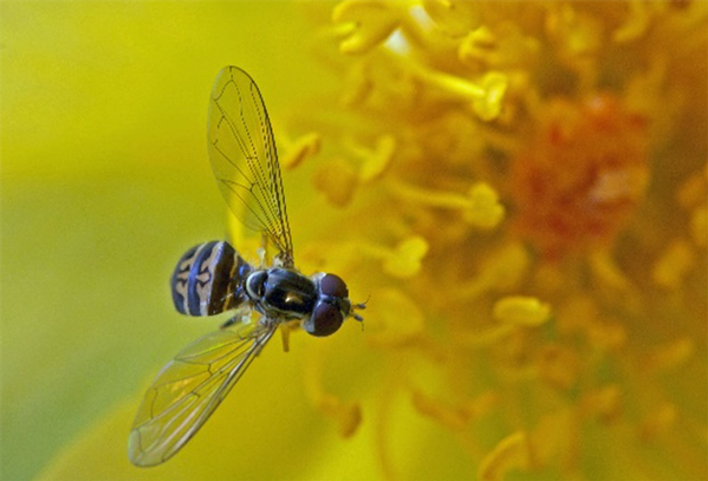 Vampires of the Insect World - American Rose Society