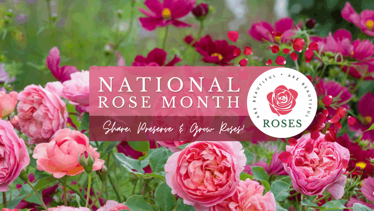 National Rose Month - American Rose Society